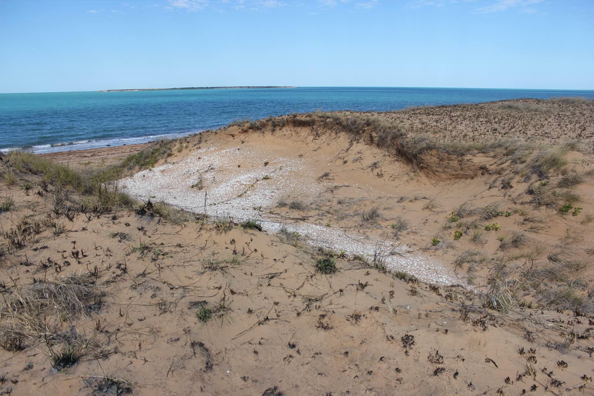 Séquence générée — Sally Gabori — Fondation Cartier pour l'art contemporain